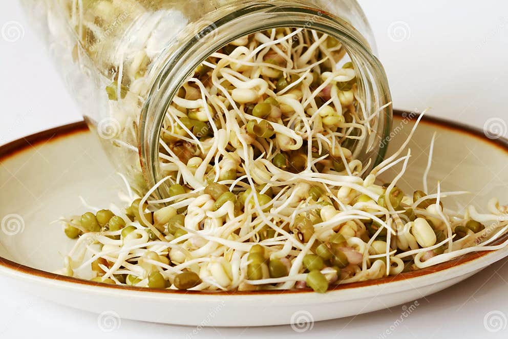 Mung beans seedling stock photo. Image of macro, stage - 7923056