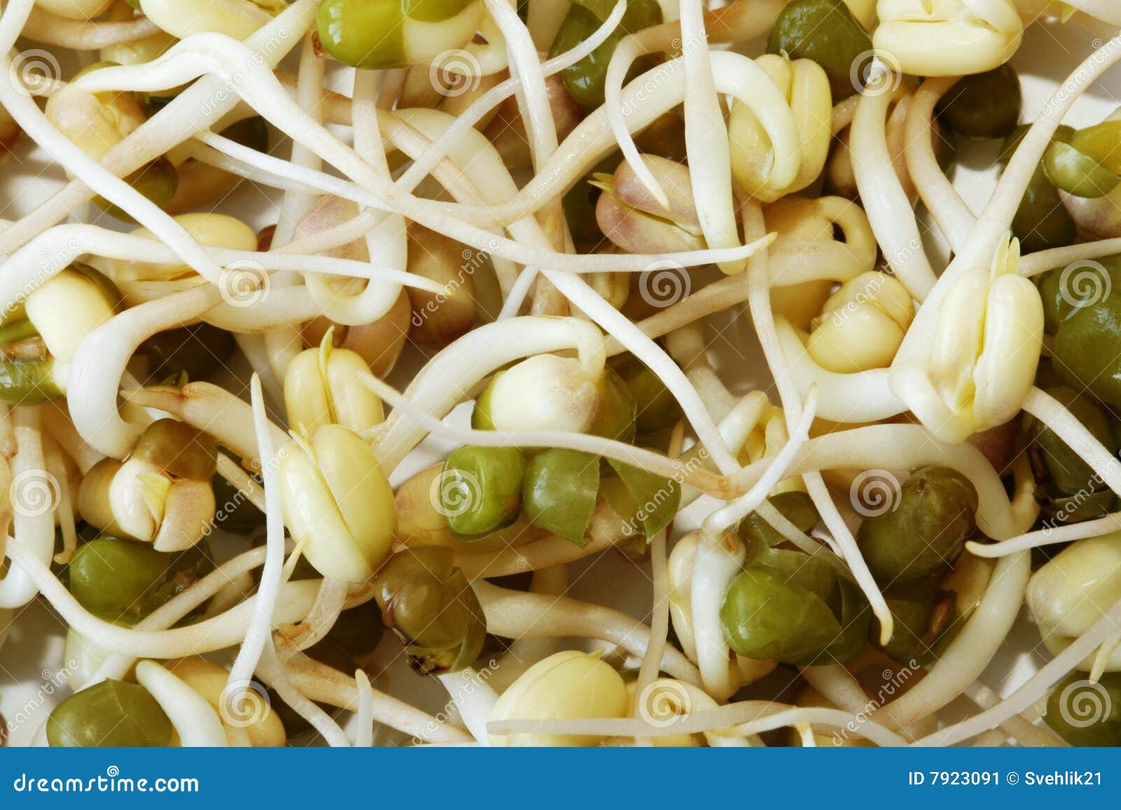 Mung beans seedling stock image. Image of nature, organic - 7923091
