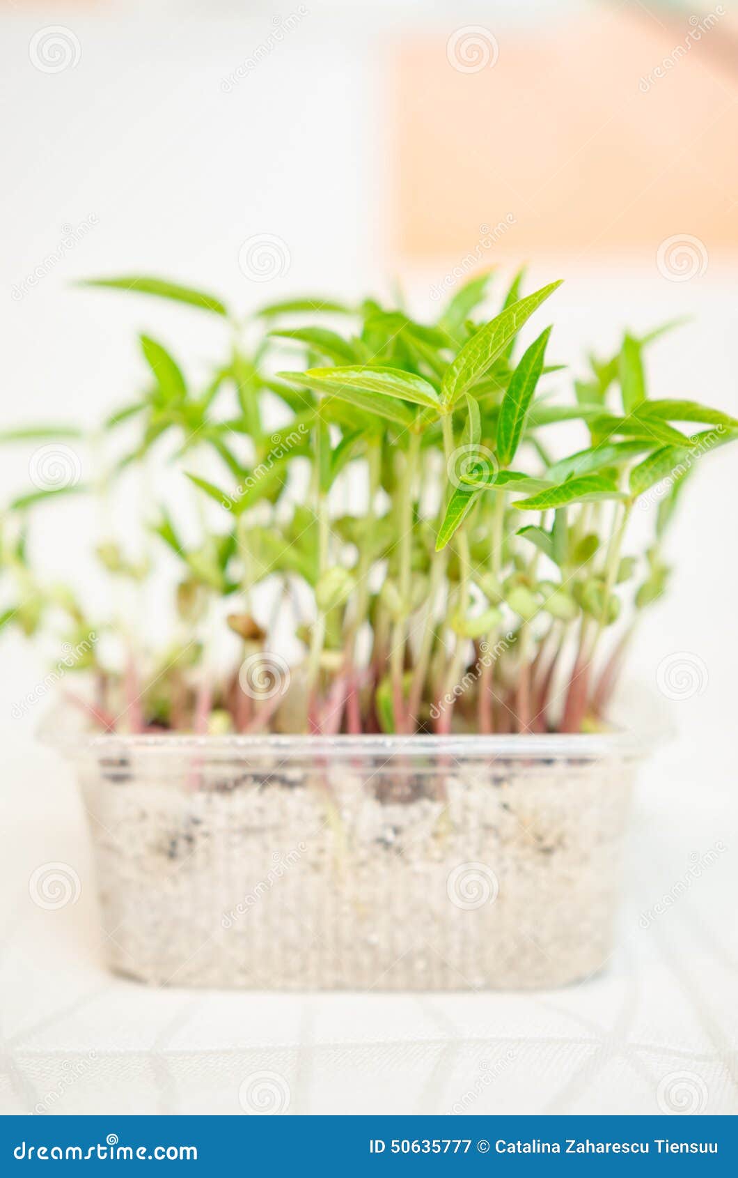 Mung beans seedlings stock image. Image of potassium - 50635777
