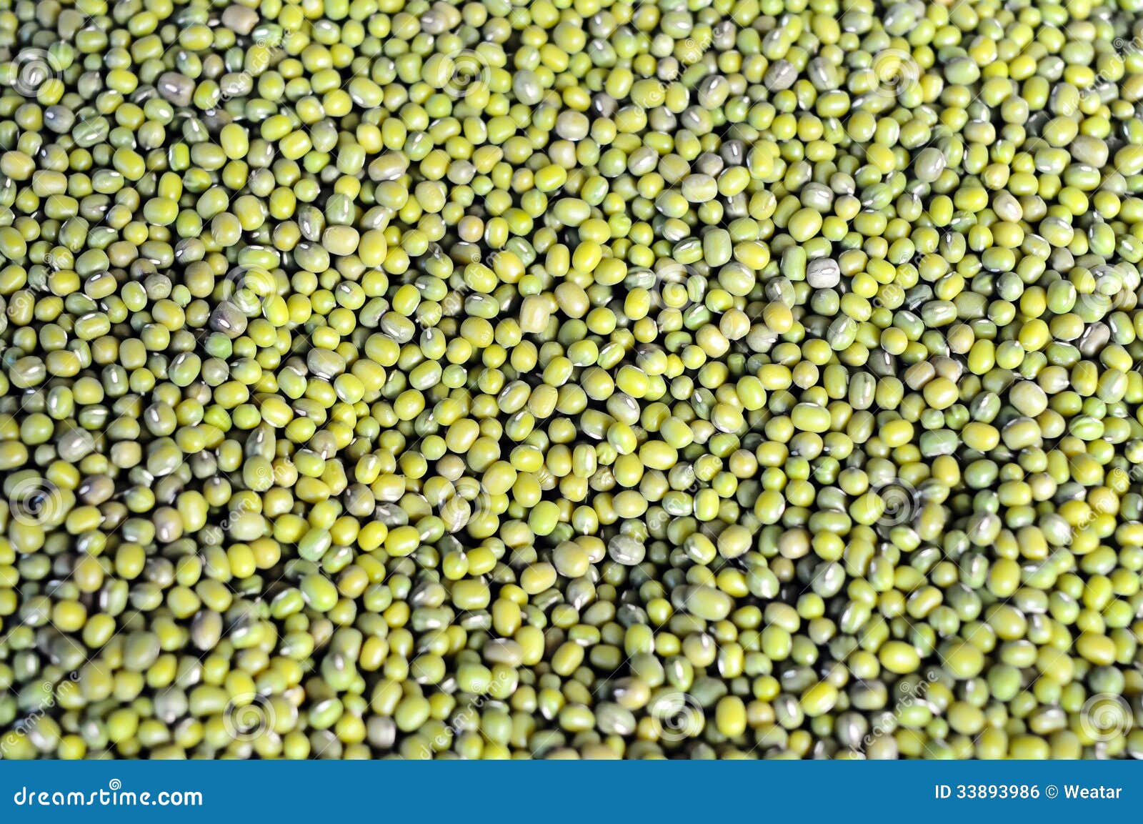 Mung beans (vigna radiata) stock photo. Image of seed - 33893986