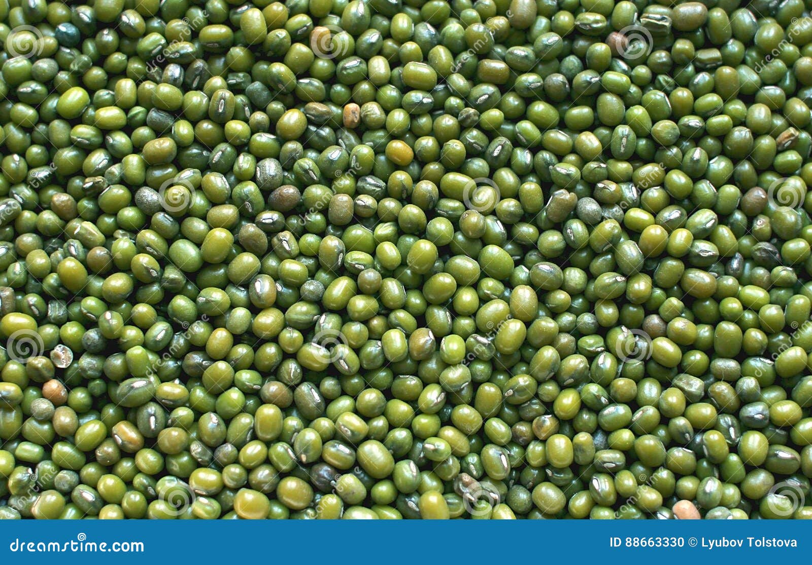 Mung stock photo. Image of bajra, white, mung, fresh - 88663330