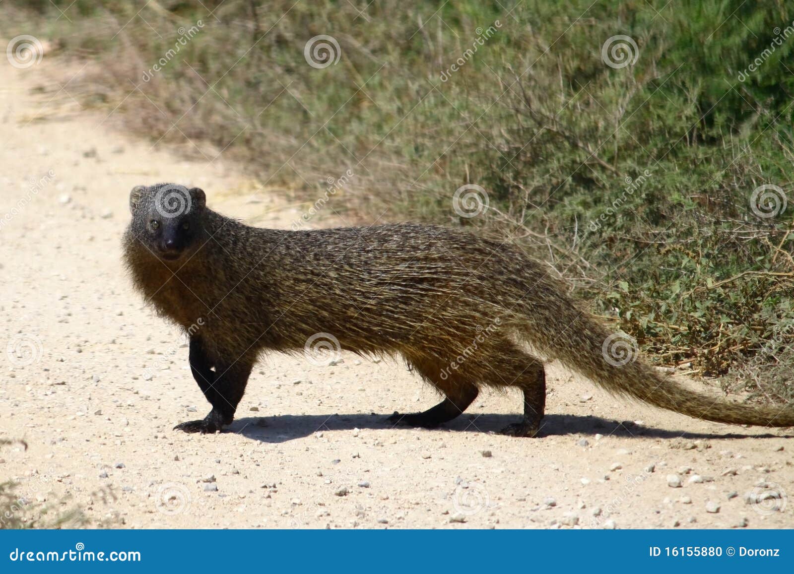 Mungo stockfoto. Bild von wildnis, lang, tier, säugetier - 16155880