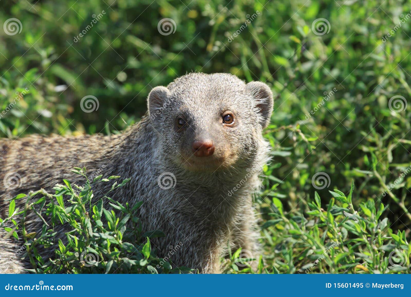 Mungos Mungo stock image. Image of cute, wild, mungo - 15601495