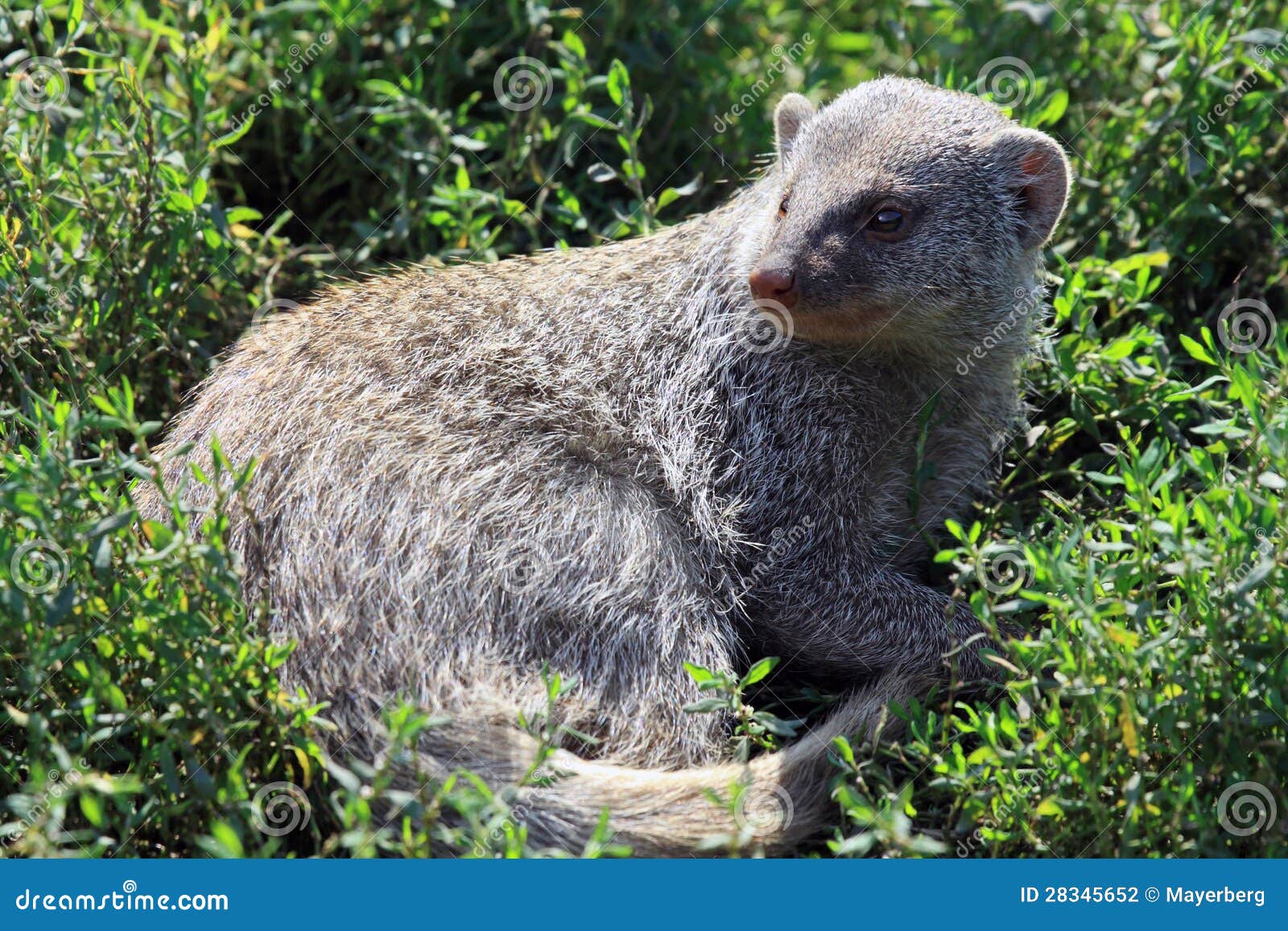 Mungos mungo stock photo. Image of cute, wild, banded - 28345652