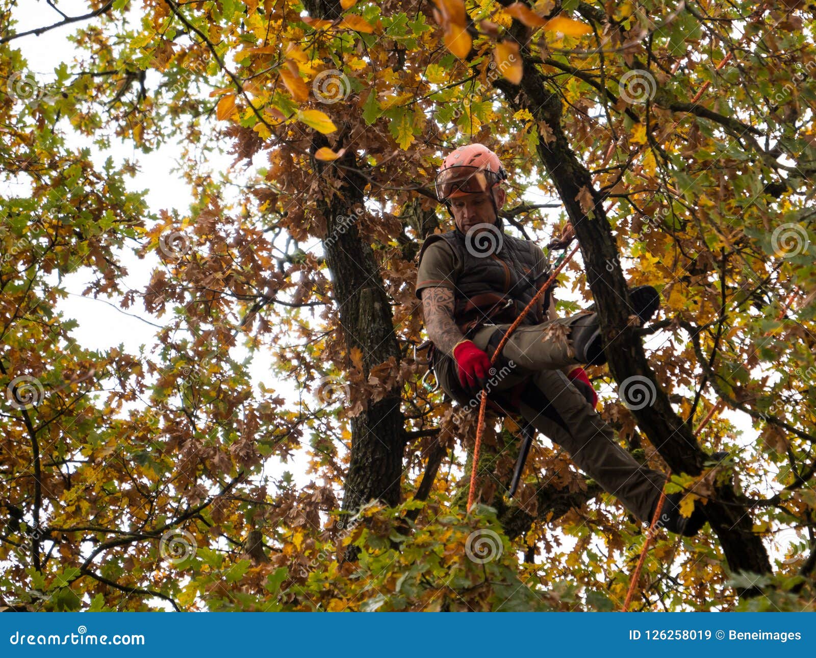 MUNICH, GERMANY - OCTOBER 21, 2017: a Tree Climber Cutting Branches of ...