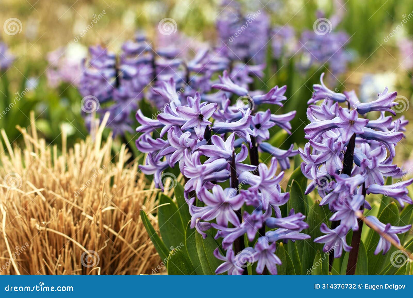 Growing Hyacinths Flowers in Spring in the Park Stock Photo - Image of ...