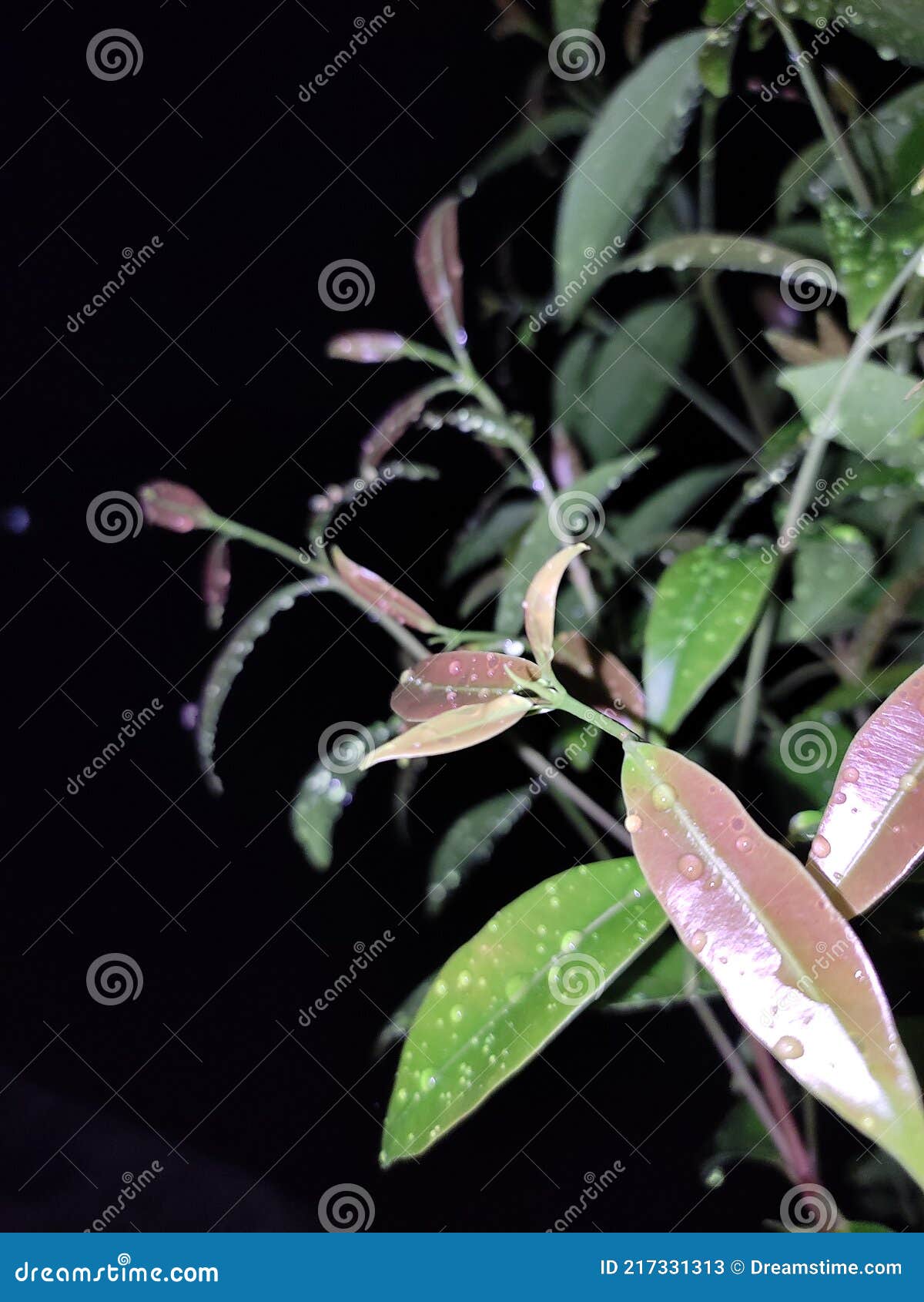 Munja. imagen de archivo. Imagen de hojas, gotas, agua - 217331313