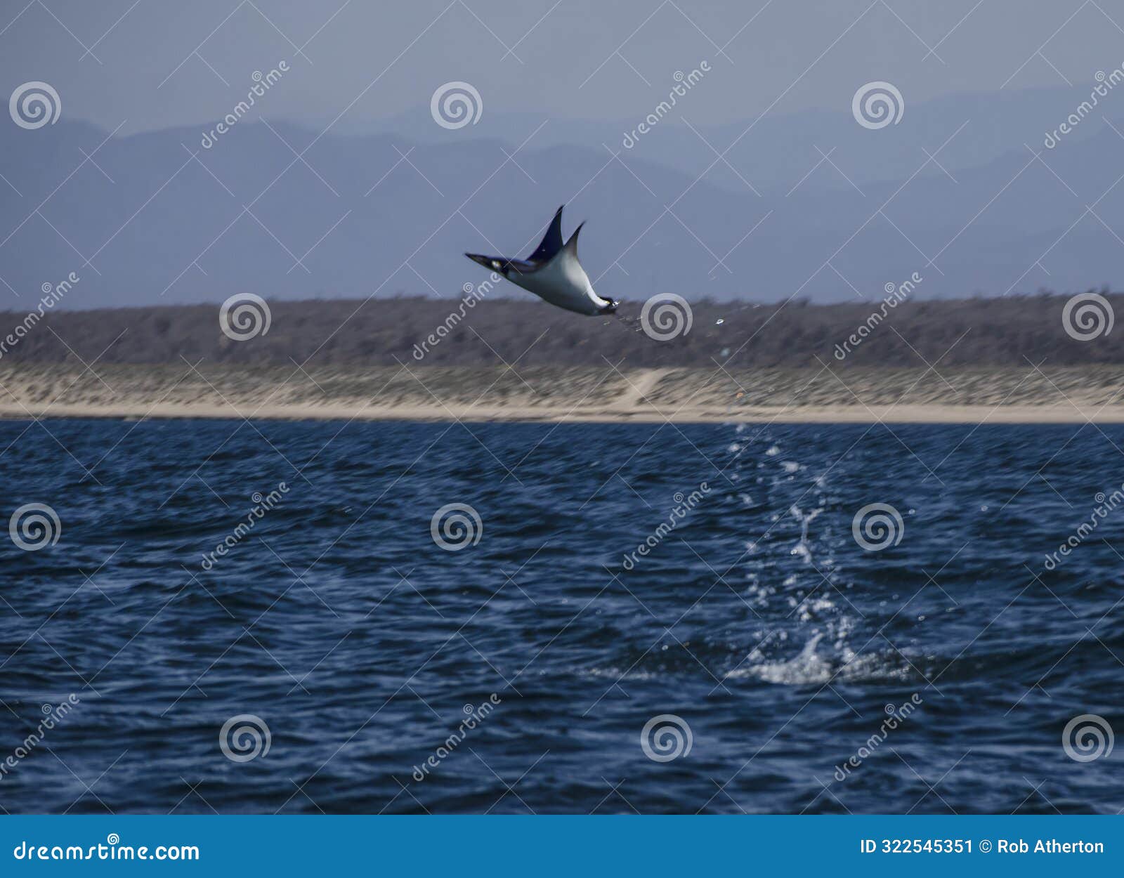 Munk S Devil Rays Aka Mobula Rays (Mobula Munkiana) in Jumping Out of ...