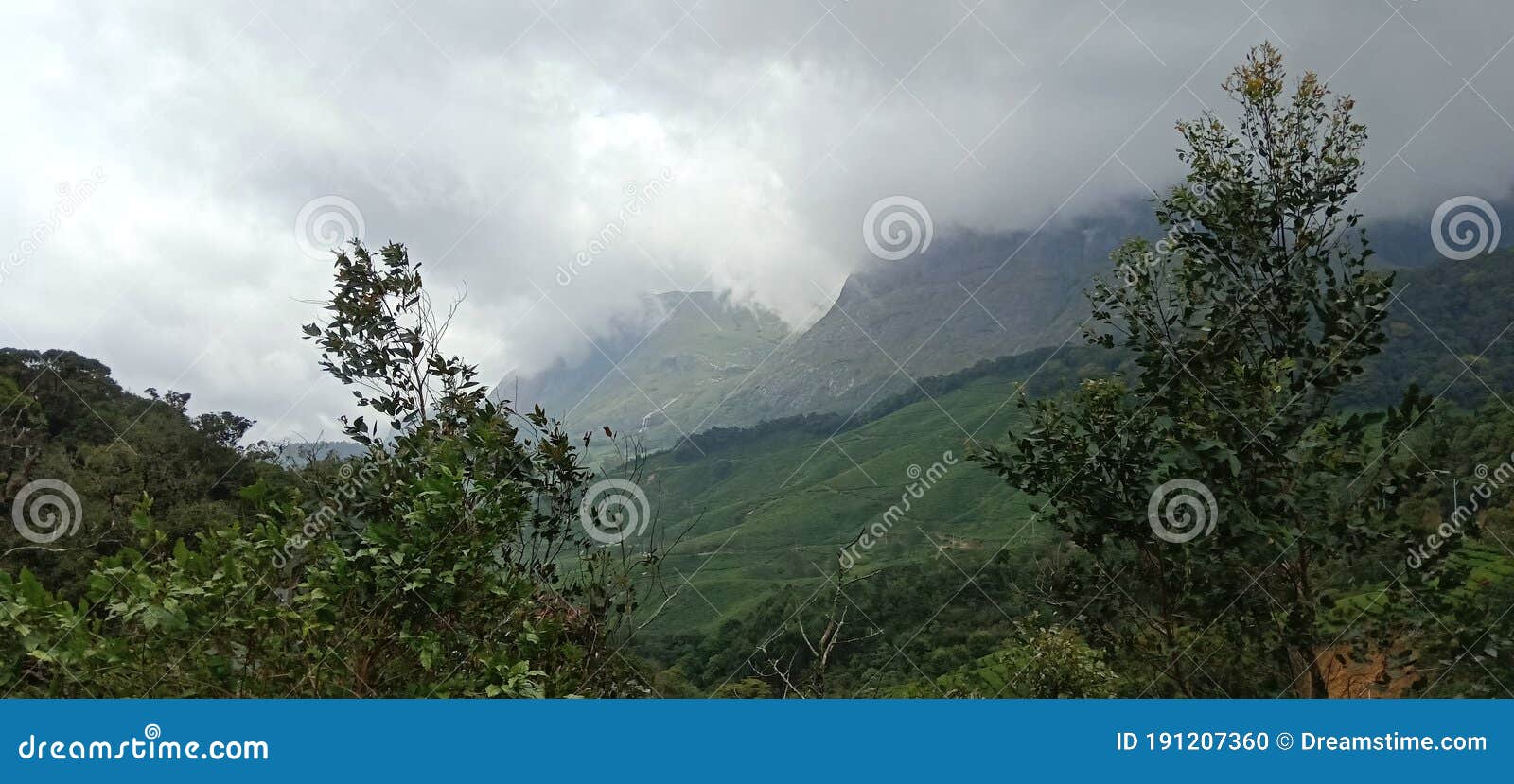 Munnar forest kerala stock photo. Image of nature, peaceful - 191207360