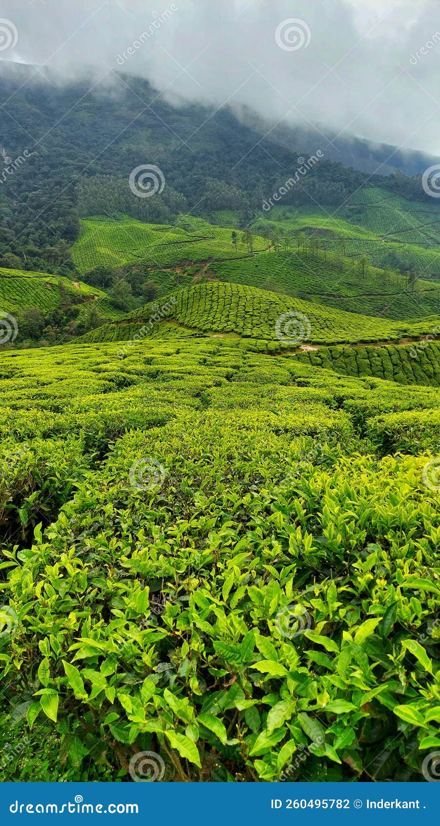 Munnar kerala stock photo. Image of vegetation, plant - 260495782