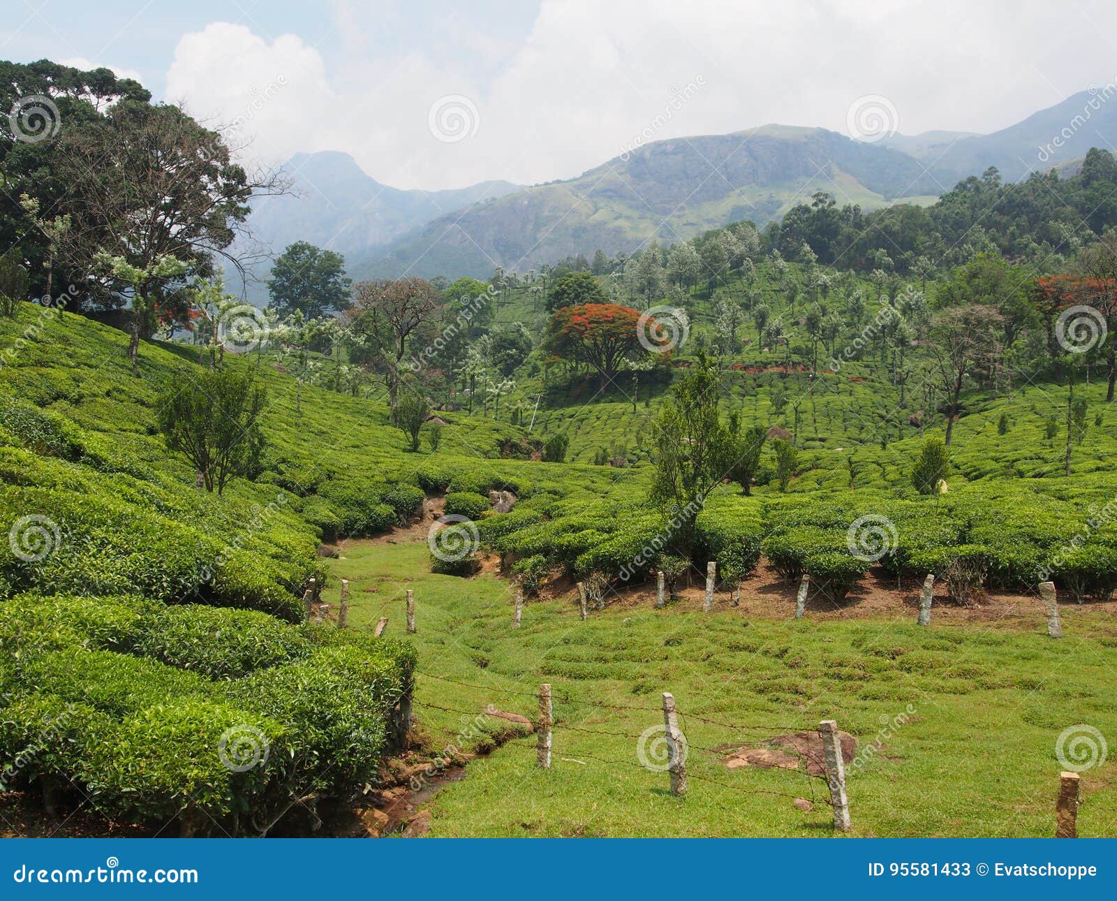 Munnar Landscape stock image. Image of nature, mountain - 95581433