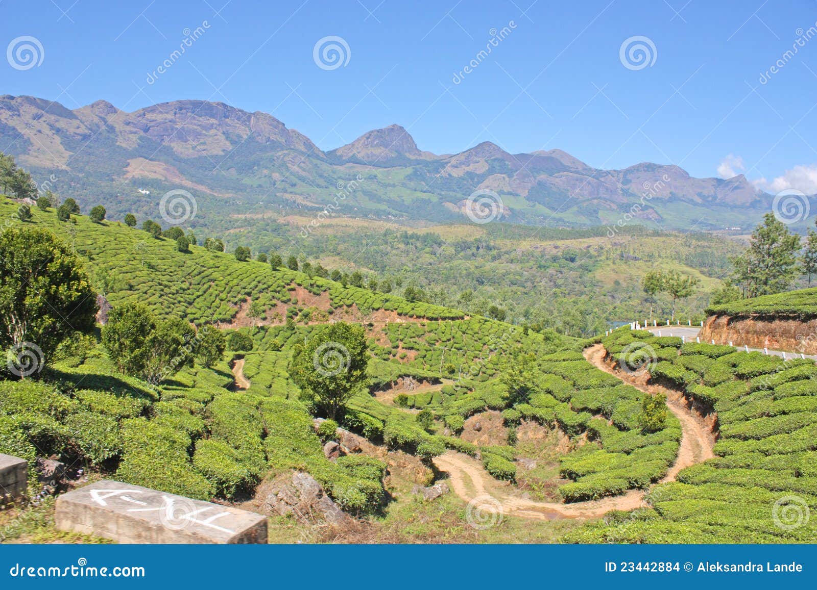 Munnar mountains - Ghats stock photo. Image of leaf, growth - 23442884