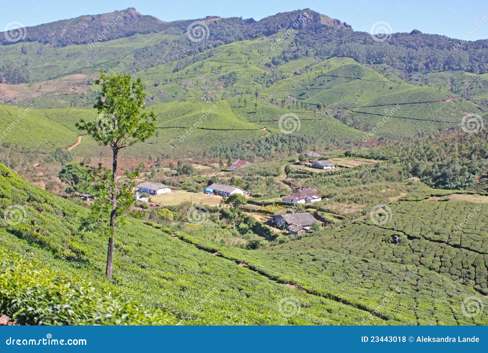 Munnar mountains - Ghats stock photo. Image of field - 23443018