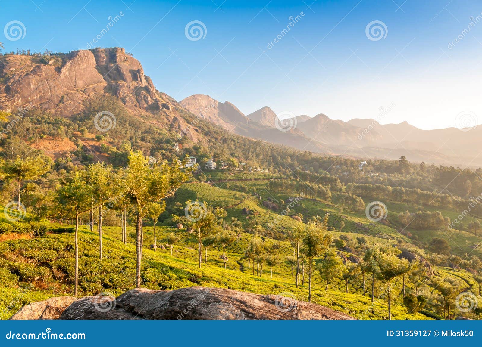 In Munnar Nature stock image. Image of munnar, morning - 31359127