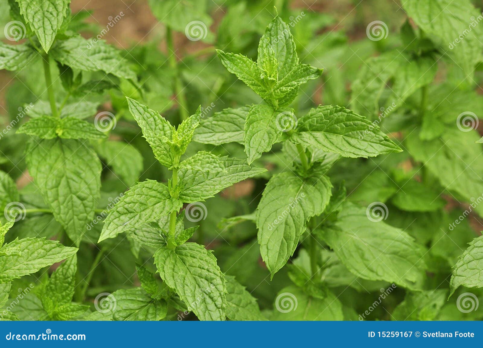 Munt stock afbeelding. Image of smaakstof, voedsel, zonnig - 15259167