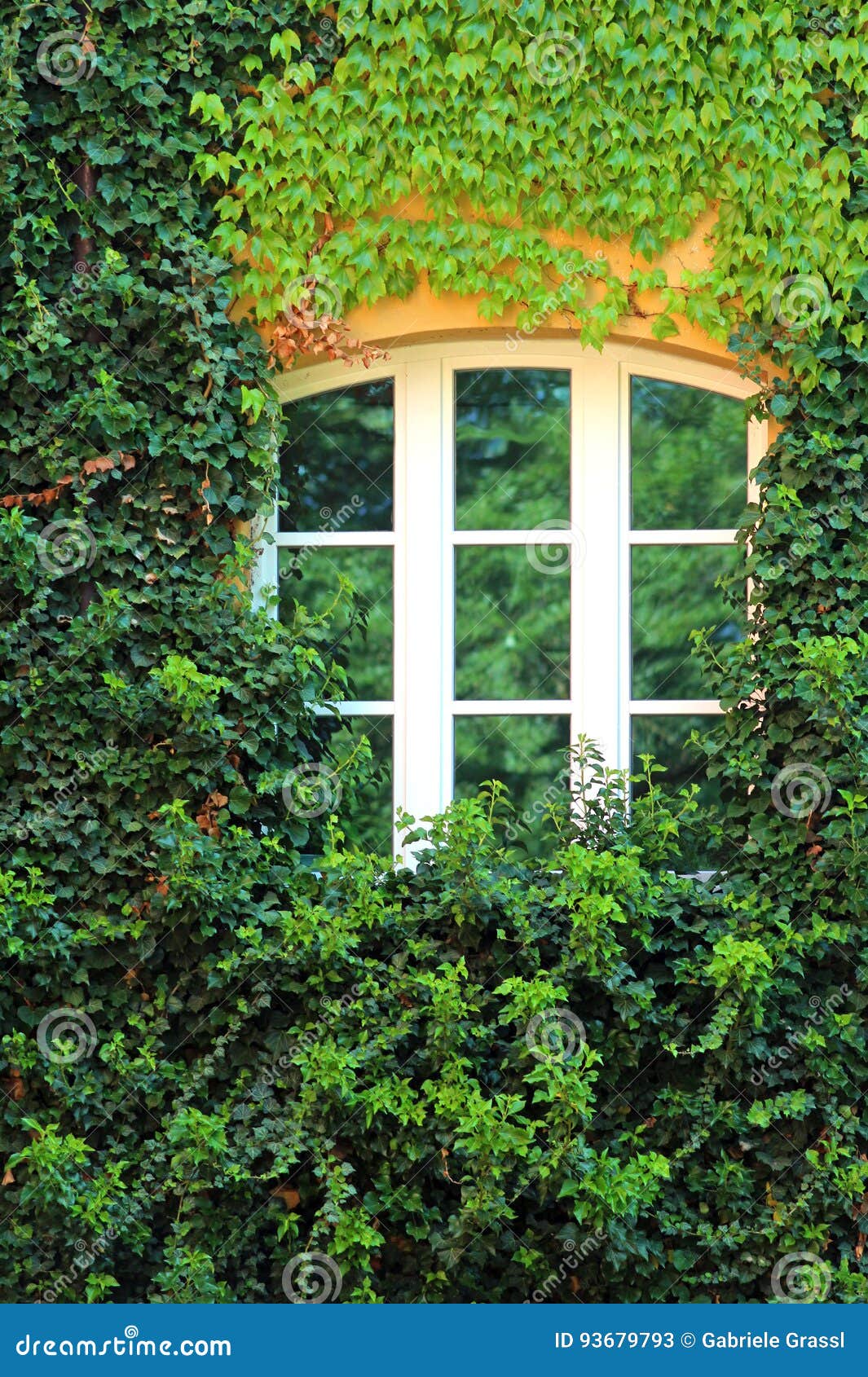 Muntin Window, Surrounded by Ivy Stock Image - Image of leaves, window ...
