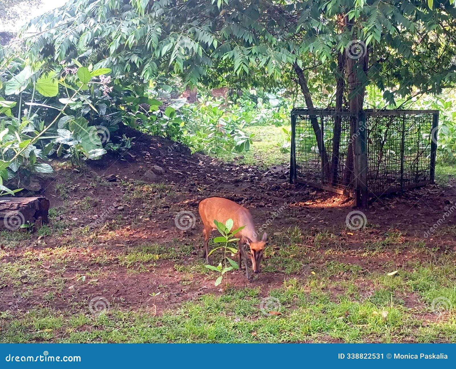 Muntjac, Also Known As Barking Deer, are Small Deer of the Genus ...