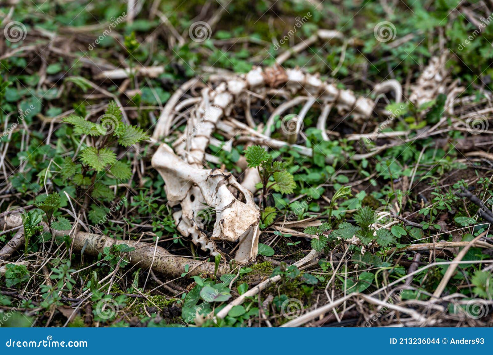 Muntjac Deer Spinal Skeleton and Lower Jaw Stock Photo - Image of death ...