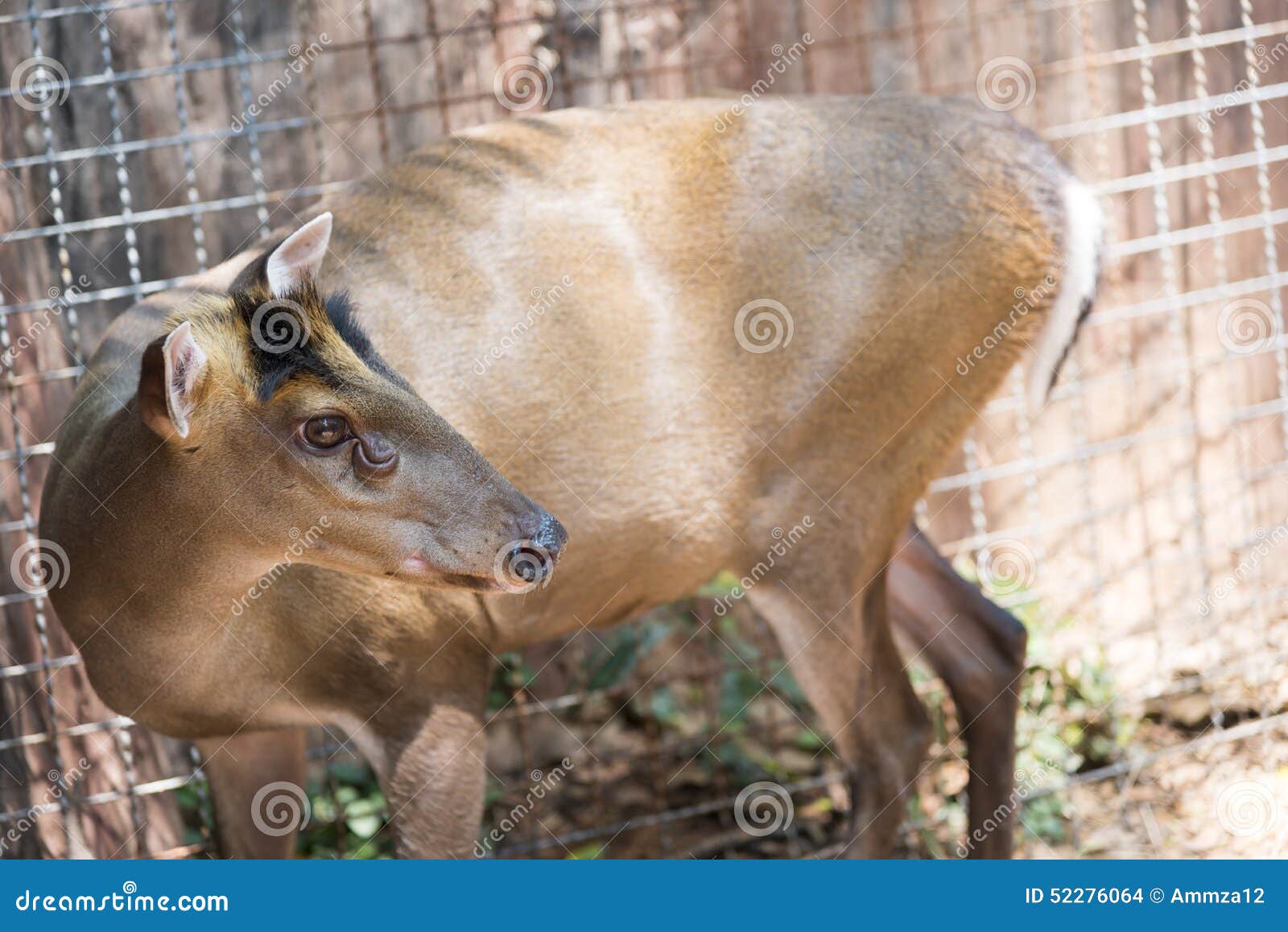 Muntjac stock photo. Image of asia, chinese, park, green - 52276064