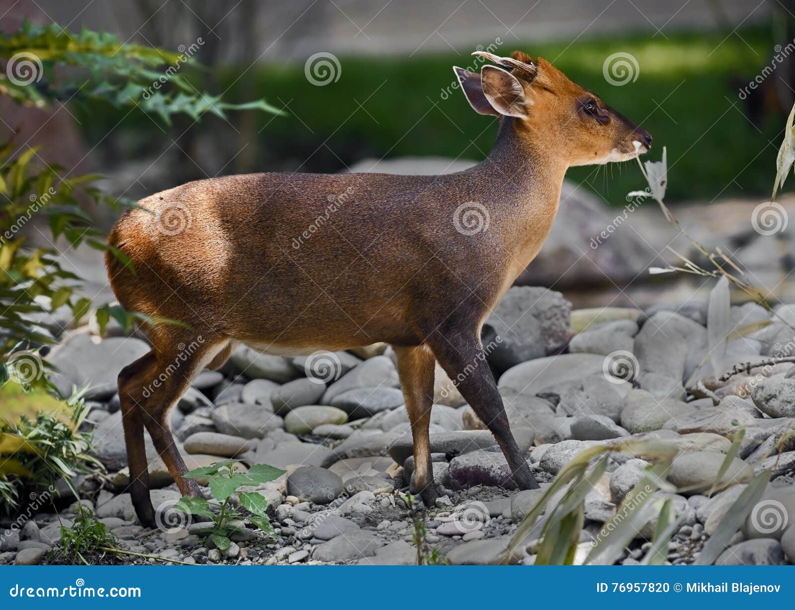 Munjak 1 stock photo. Image of nature, hoof, herbivorous - 76957820
