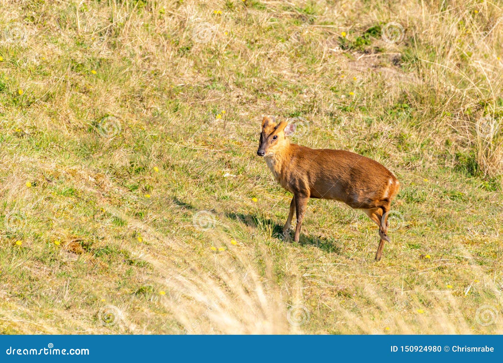 Muntjak Deer & X28;Muntiacus Muntjak& X29; In UK Royalty-Free Stock ...