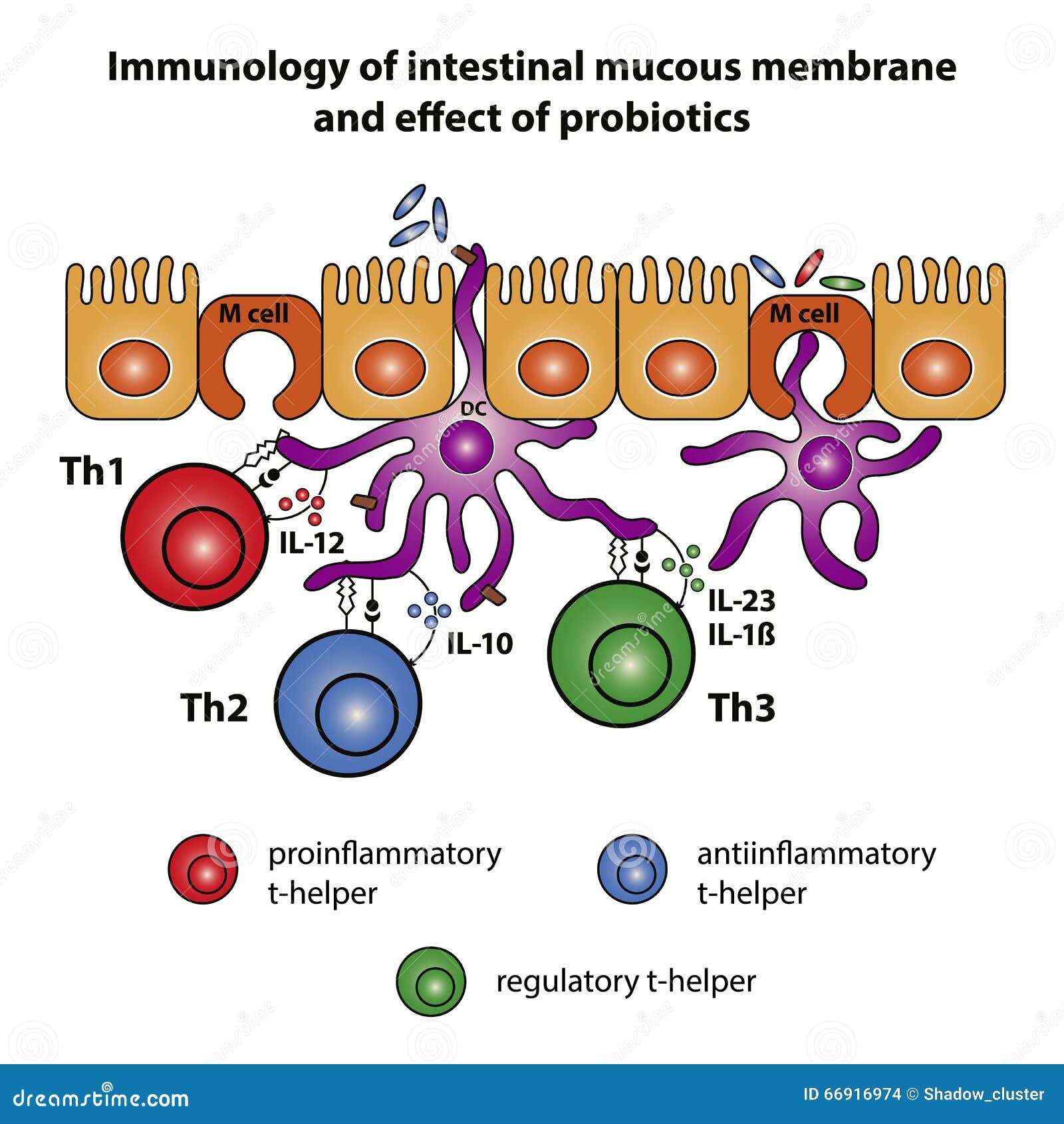 Muqueuse intestinale illustration de vecteur. Illustration du santé ...