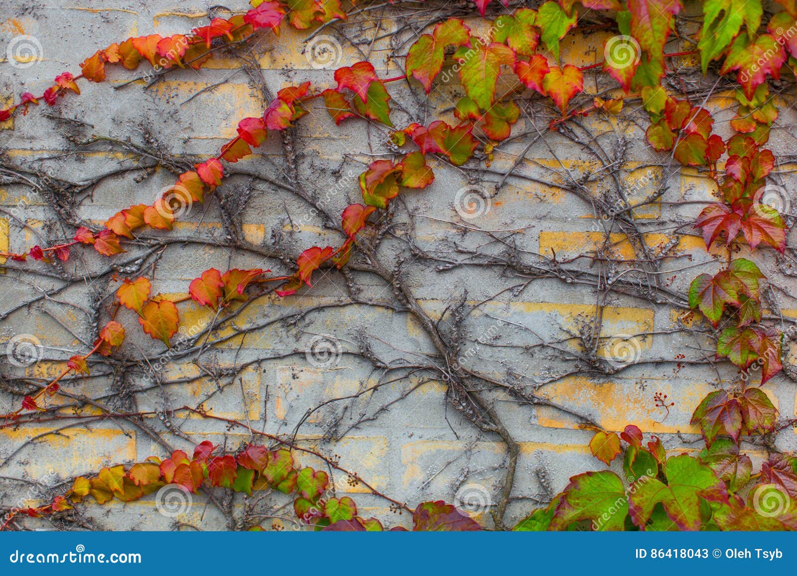 Mur Couvert De Belles Textures De Lierre Image stock - Image du ...