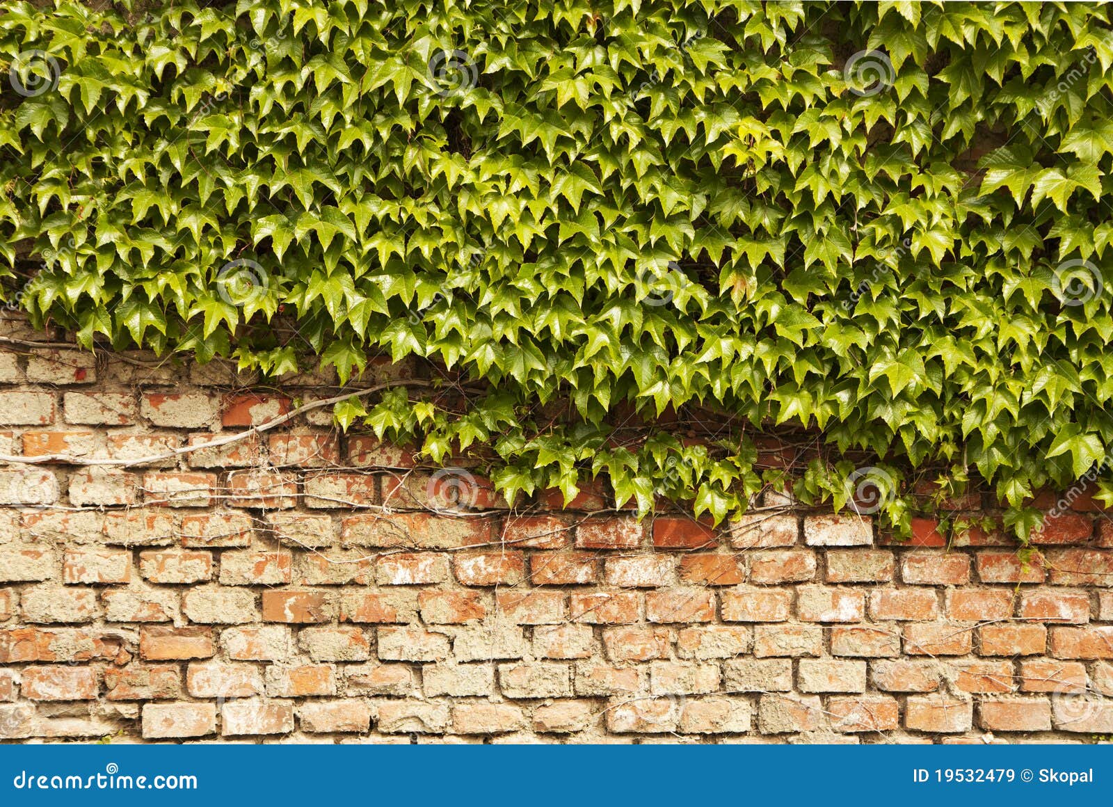 Mur de lierre image stock. Image du centrale, lame, lierre - 19532479