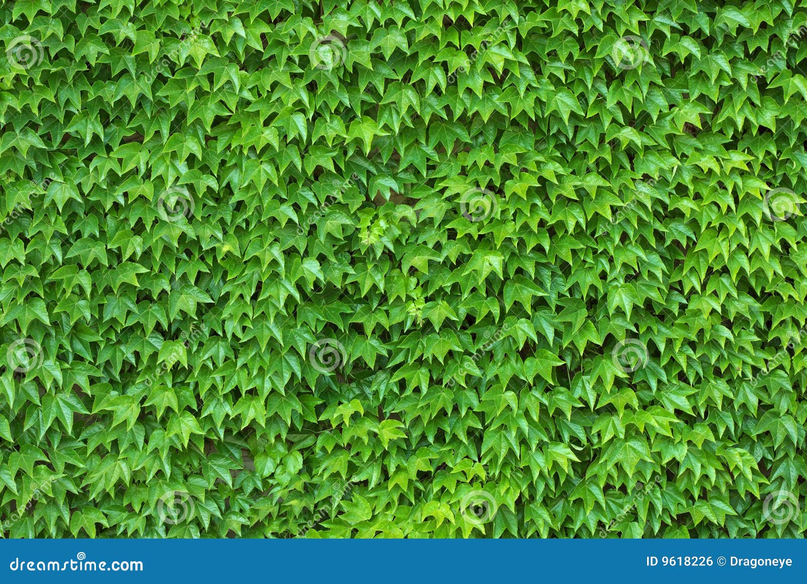 Mur de lierre photo stock. Image du journée, frais, vigne - 9618226