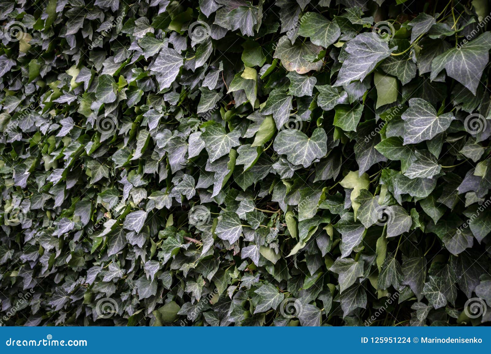 Mur De Lierre Vert E Texture Originale De Verdure Naturelle Photo stock ...