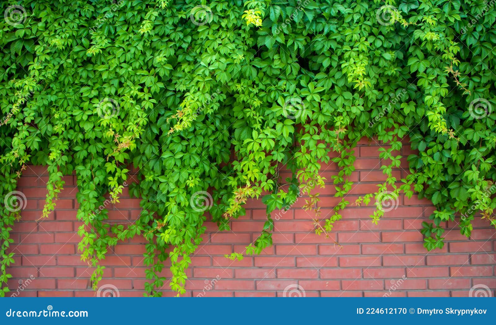 Mur De Lierre Vert. Feuilles De Lierre Vert Sur Mur De Brique Rouge ...