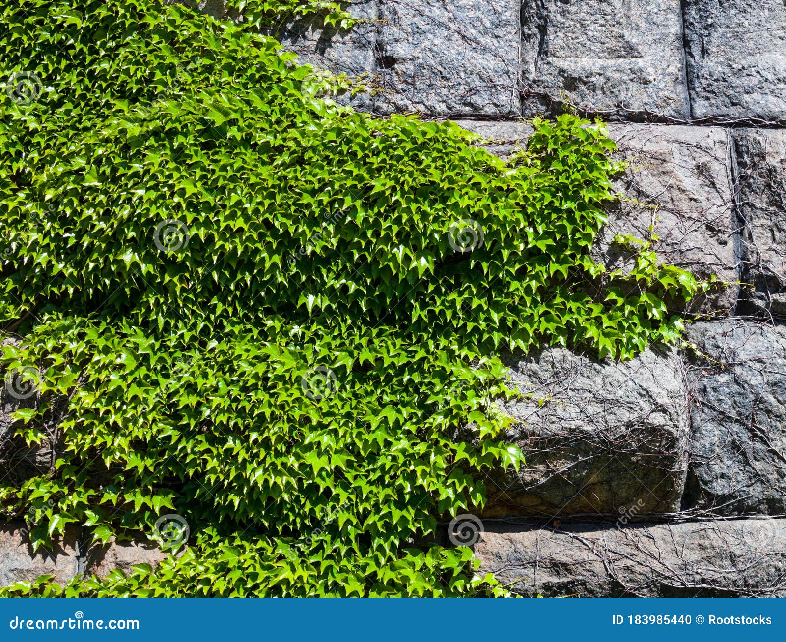 Mur De Pierre Recouvert De Lierre Vert Photo stock - Image du rugueux ...