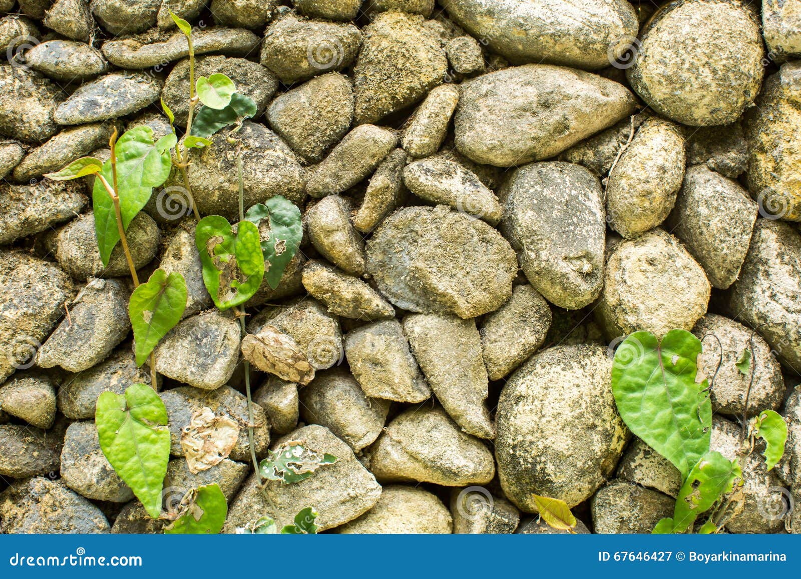 Mur En Pierre Avec La Verdure Texture Image stock - Image du brique ...