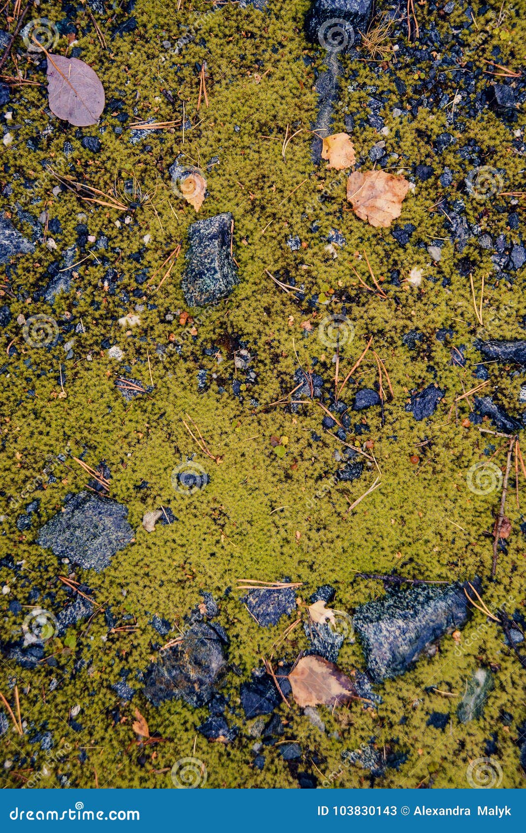 Mur En Pierre Avec La Verdure Texture De Nature Image stock - Image du ...
