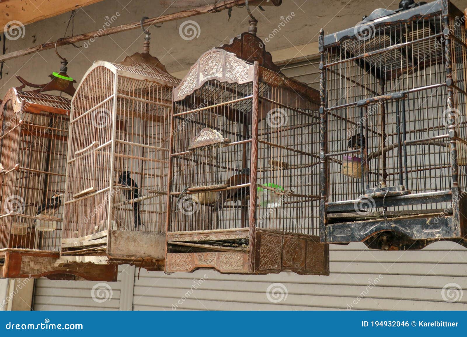 Murai Batu is Asian Cage Bird that Has Beautiful Feathers and Beautiful ...