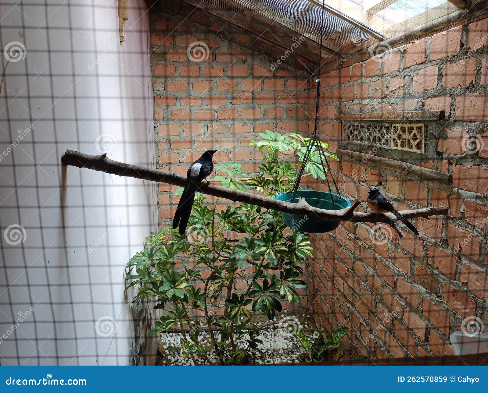 Murai batu bilq bird farm stock image. Image of mammal - 262570859