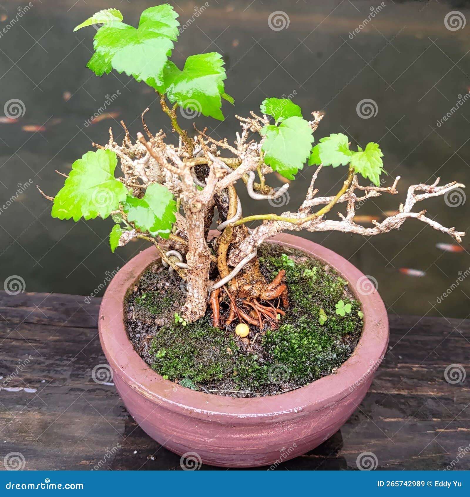 Murbei Bonsai Small Plant Alive Tanuki Stock Image - Image of tanuki ...