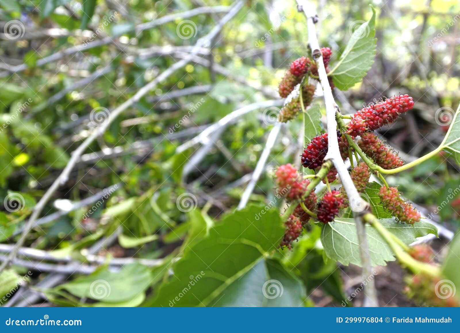 Murbei plant stock photo. Image of murbei, plant, tipe - 299976804