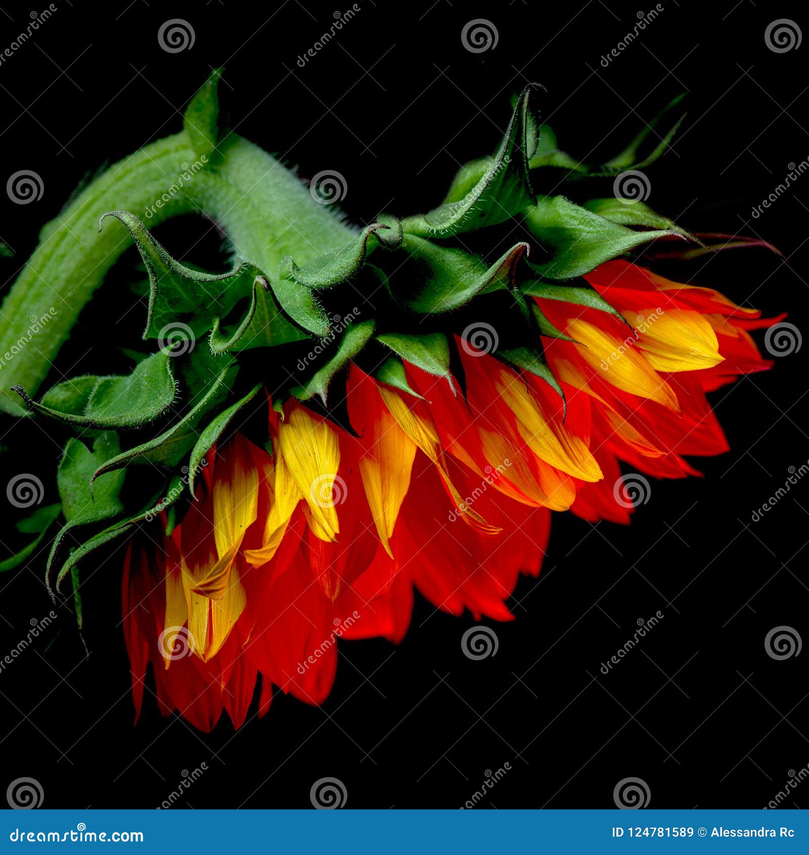 Murchando O Girassol No Fundo Preto Imagem de Stock - Imagem de ...