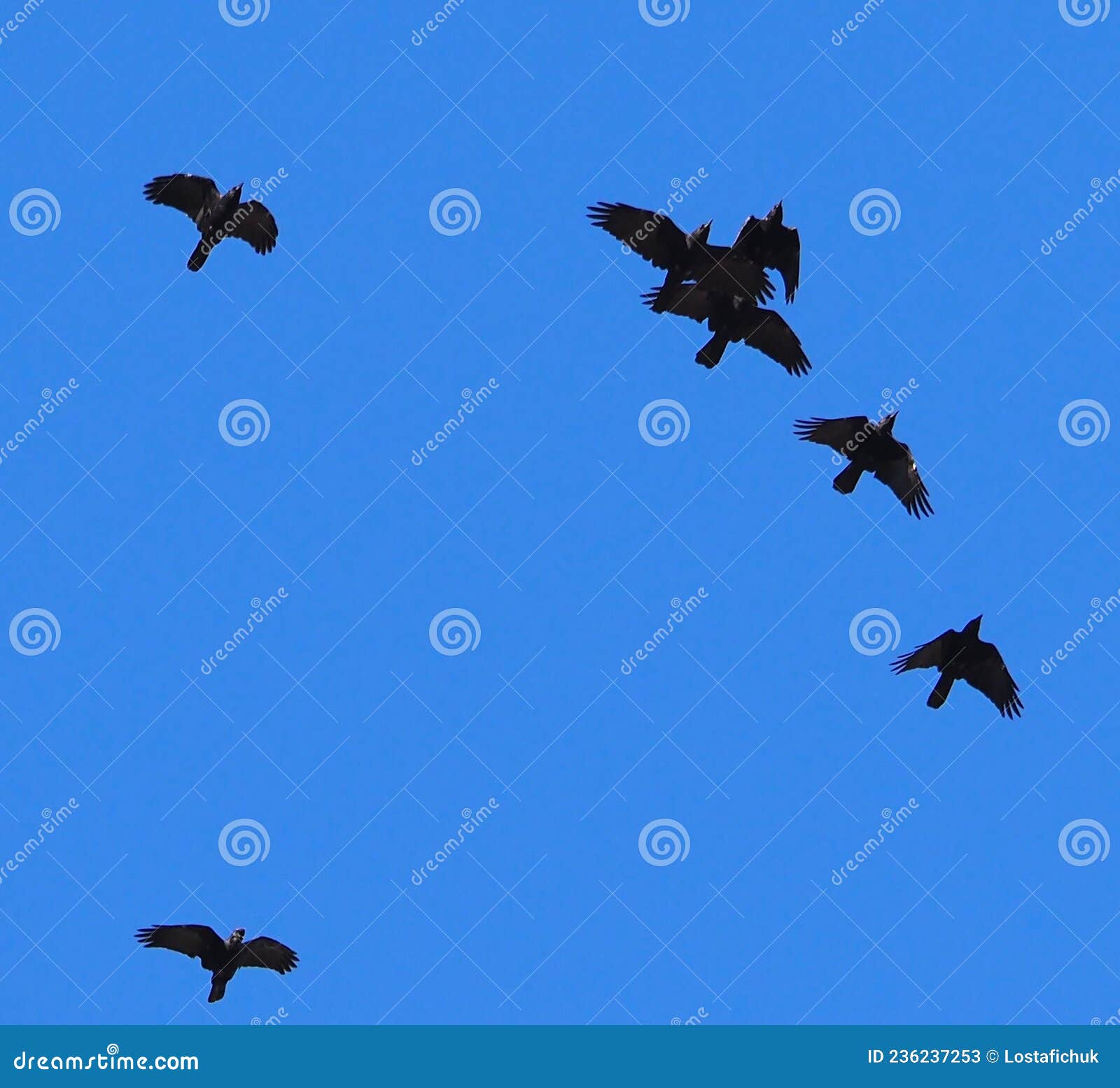 Crows or Corvus Brachyrhynchos Against a Blue Sky Stock Image - Image ...