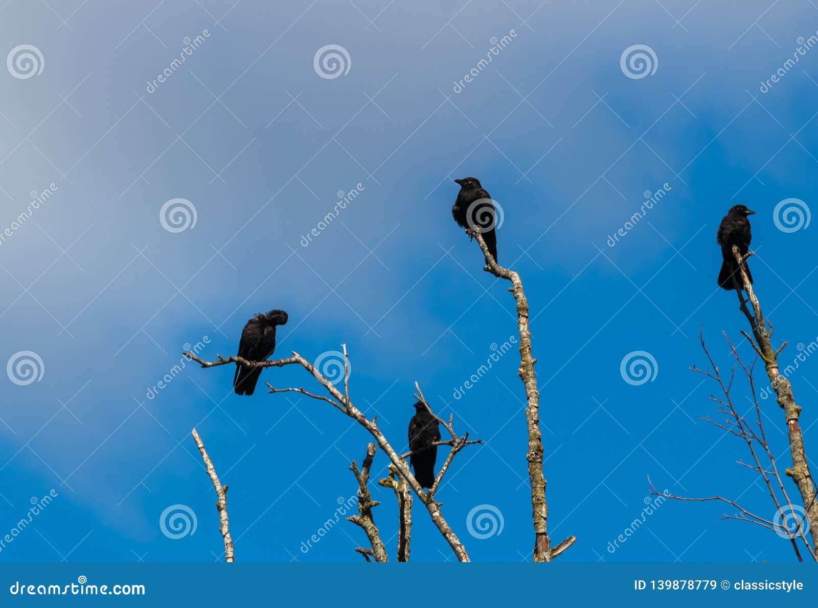 Murder of Crows Gathering on Dead Tree Branches Stock Image - Image of ...