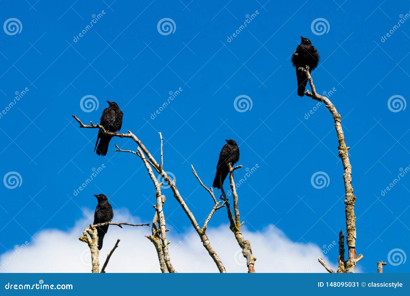 Murder of Crows Gathering on Dead Tree Branches Stock Image - Image of ...