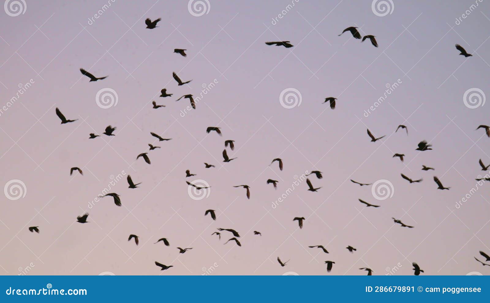 Murder of Crows Taking Off from Tree into Flight in Slow Motion Stock ...