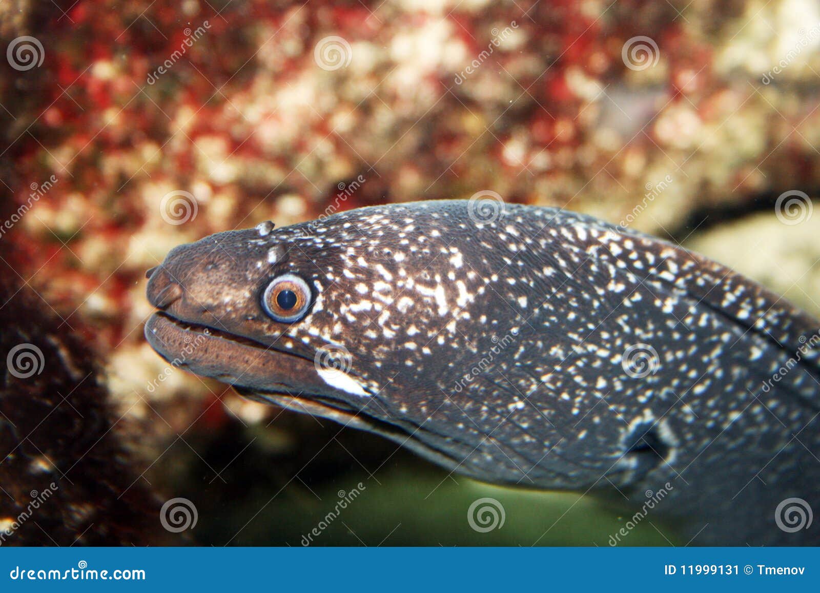 Murena image stock. Image du chapeau, prédateur, durée - 11999131