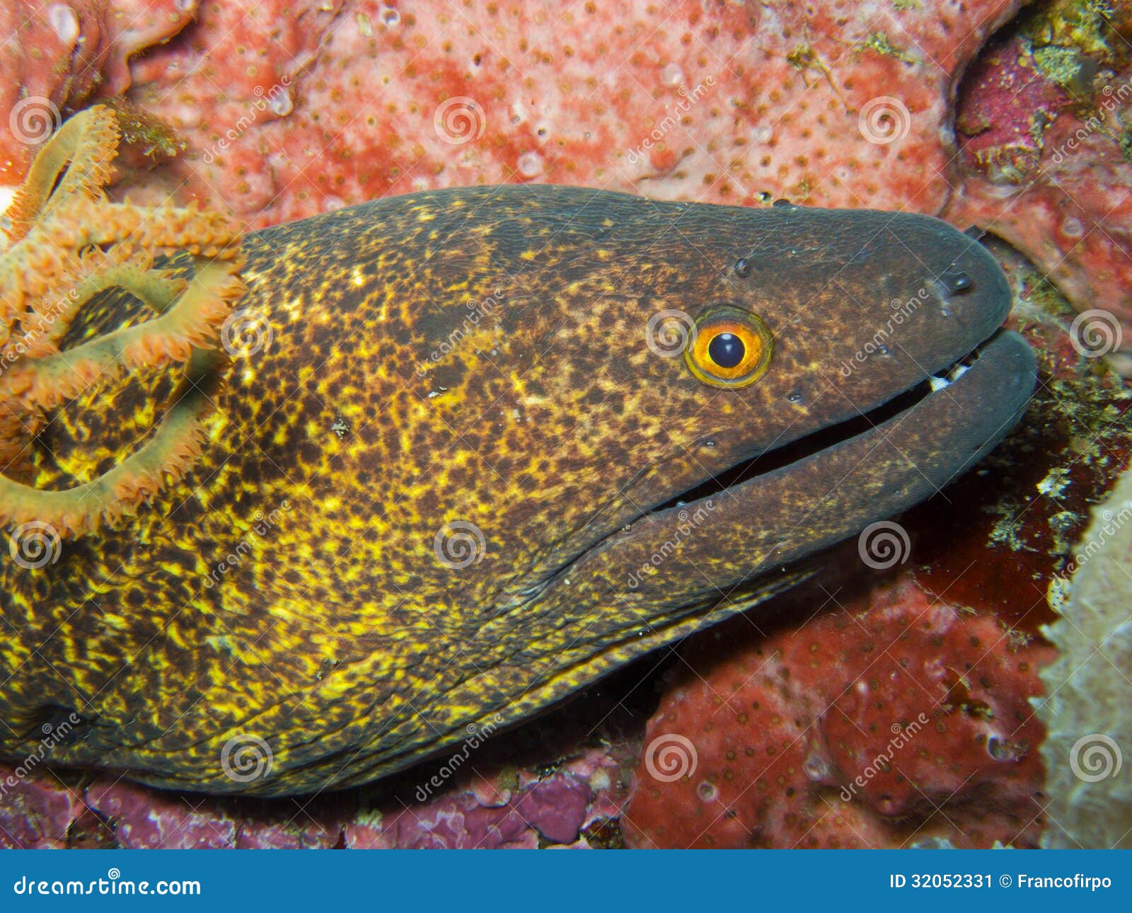 Murena obraz stock. Obraz złożonej z giganty, wakacje - 32052331