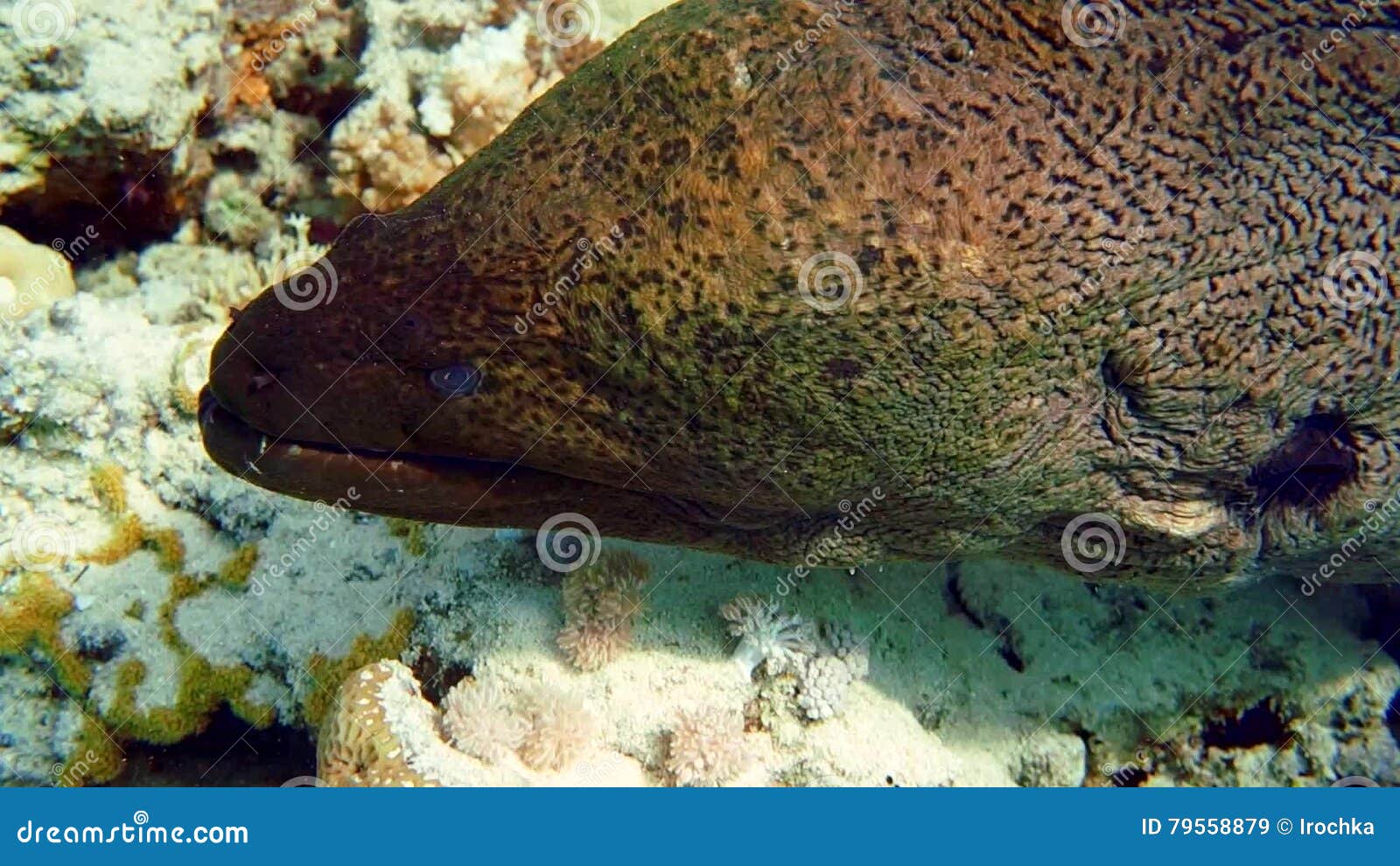 Murena on Coral Reef stock video. Video of murena, fish - 79558879