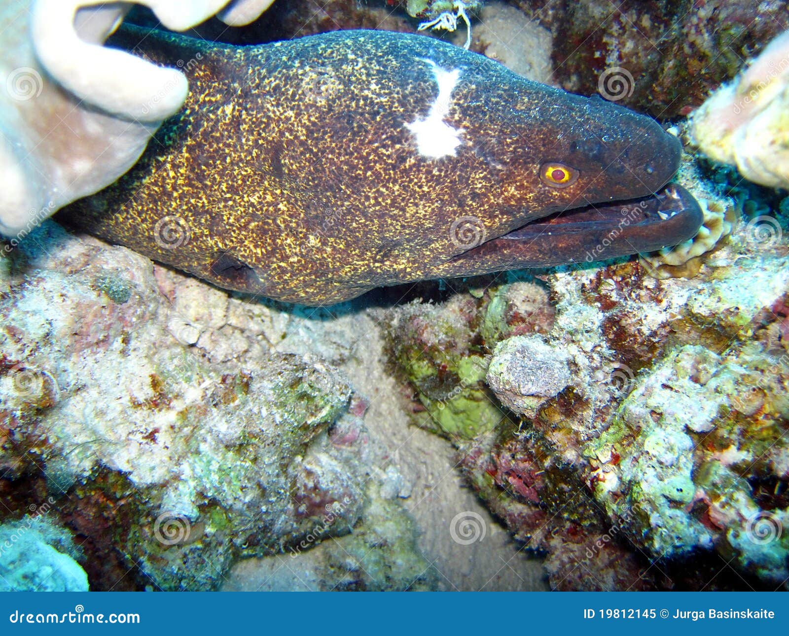 Murena fish stock image. Image of white, life, closeup - 19812145