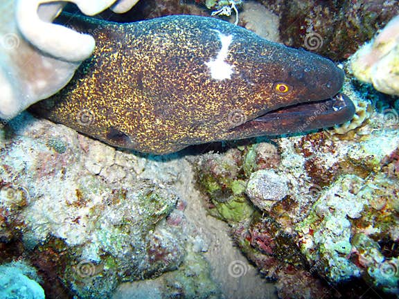 Murena fish stock image. Image of white, life, closeup - 19812145