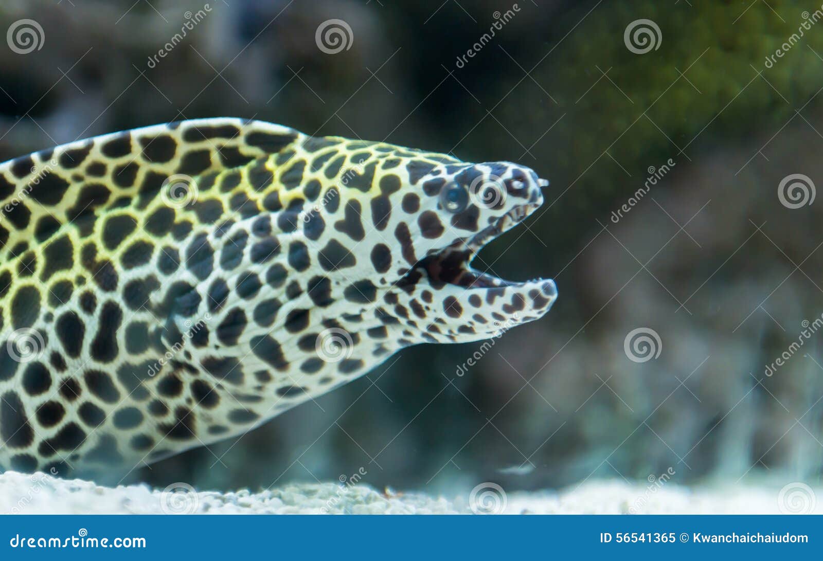 {parola chiave} Foto stock - Foto stock gratuite e royalty free da ...