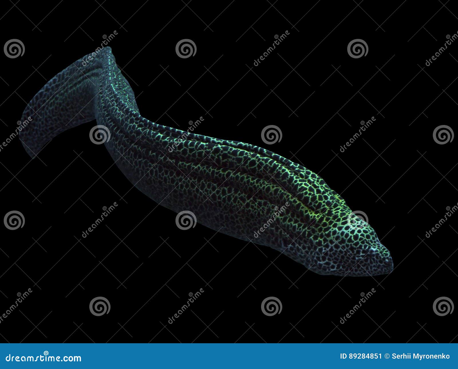 Murena Snake at Blue Ocean Isolated on Black Stock Image - Image of ...